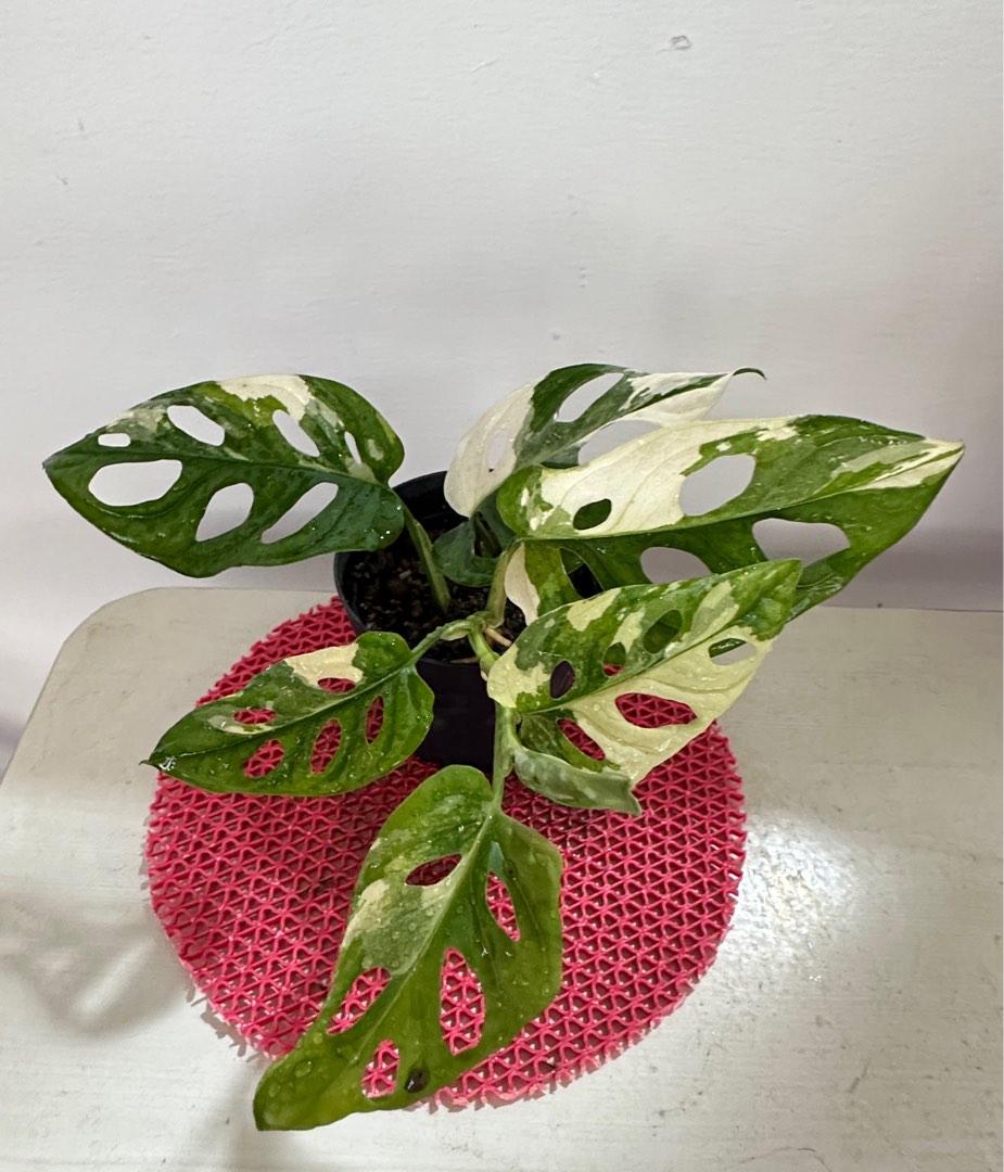 Monstera Adansonii Albo Marble Variegated, Furniture & Home Living ...