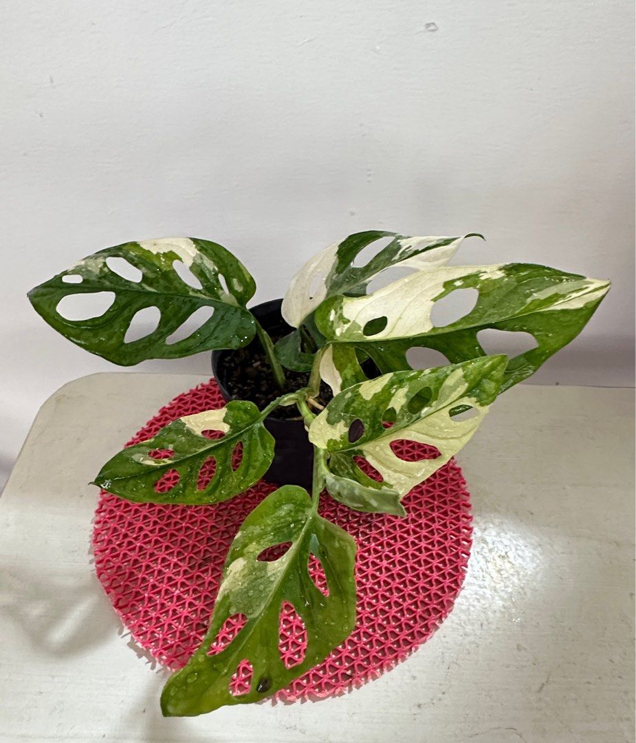 Monstera Adansonii Albo Marble Variegated, Furniture & Home Living ...