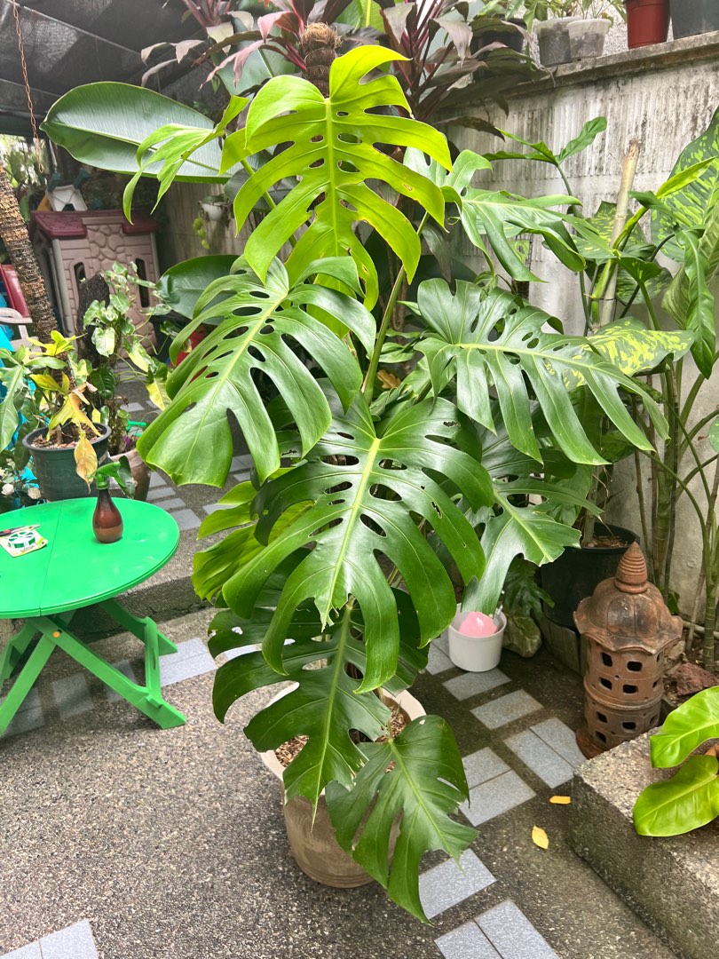 Monstera Borsigiana 5ft tall, Furniture & Home Living, Gardening ...