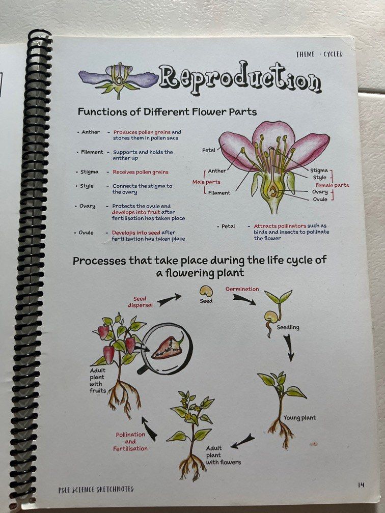 PSLE SCIENCE SKETCHNOTES, Hobbies & Toys, Books & Magazines, Assessment ...
