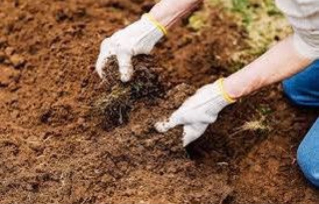 WANTED free soil, Furniture & Home Living, Gardening, Garden Soil ...