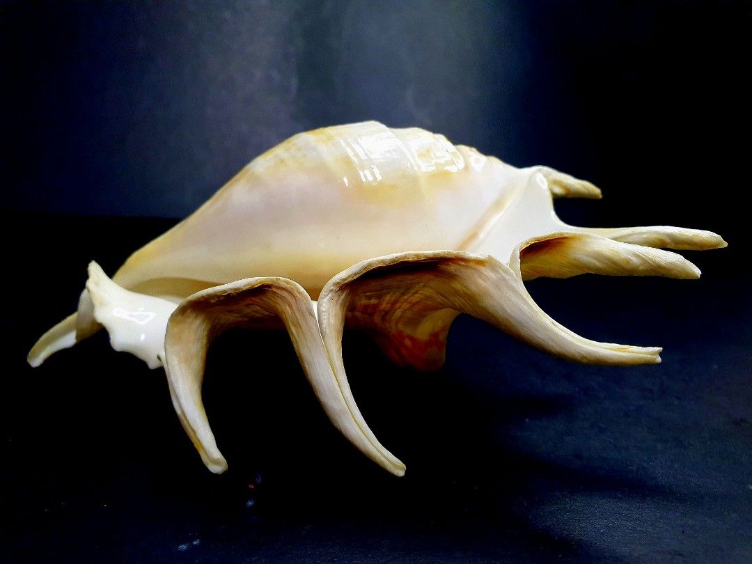 160mm Spider Conch Aquarium Seashell, Pet Supplies, Homes & Other Pet ...