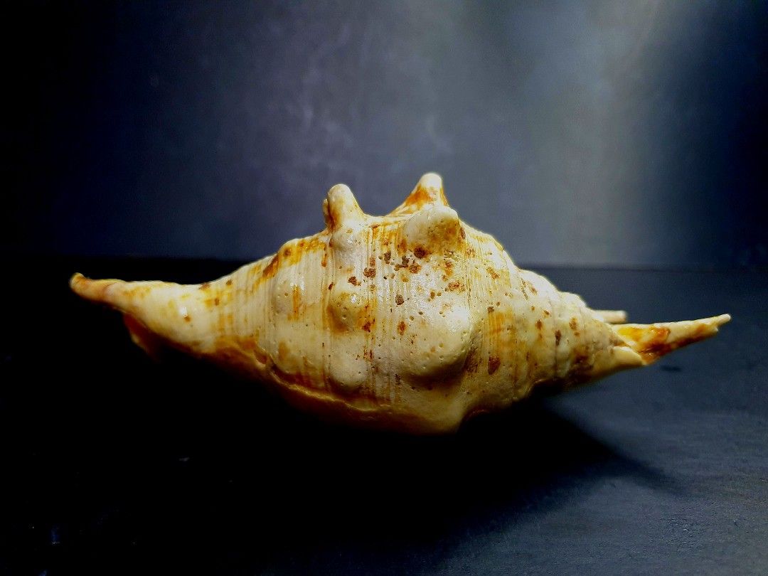 160mm Spider Conch Aquarium Seashell, Pet Supplies, Homes & Other Pet ...