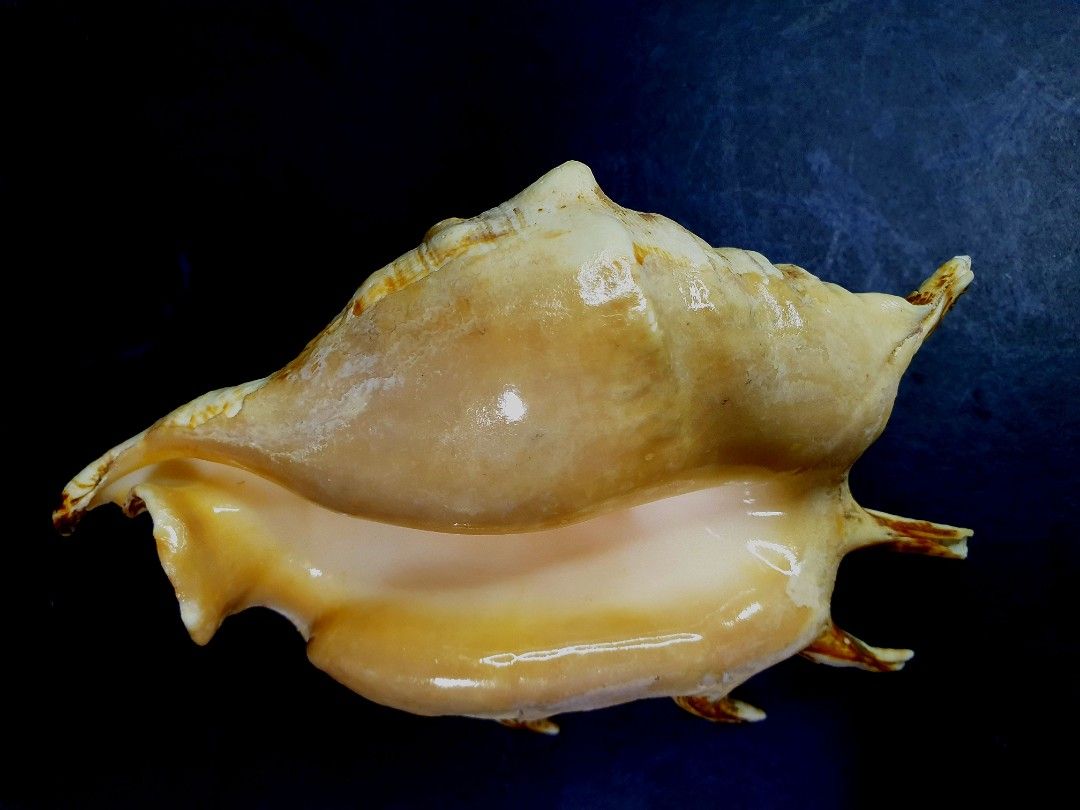 160mm Spider Conch Aquarium Seashell, Pet Supplies, Homes & Other Pet ...