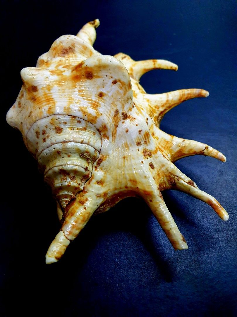 160mm Spider Conch Aquarium Seashell, Pet Supplies, Homes & Other Pet ...