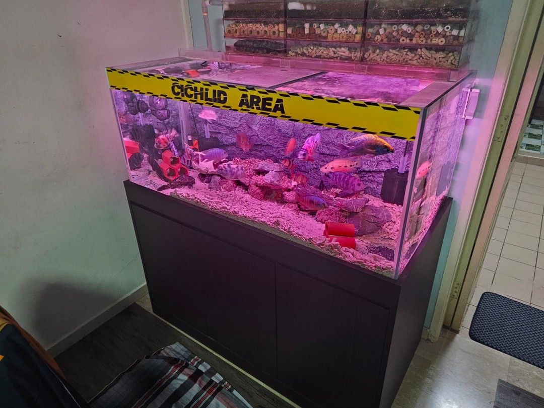 4 feet fish tank, Pet Supplies, Homes & Other Pet Accessories on Carousell