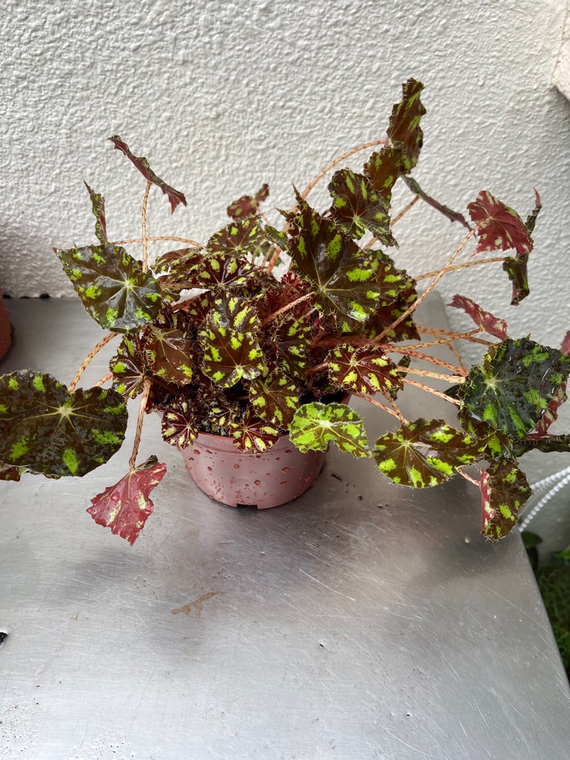 Begonia Tiger Paw, Furniture & Home Living, Gardening, Plants & Seeds ...