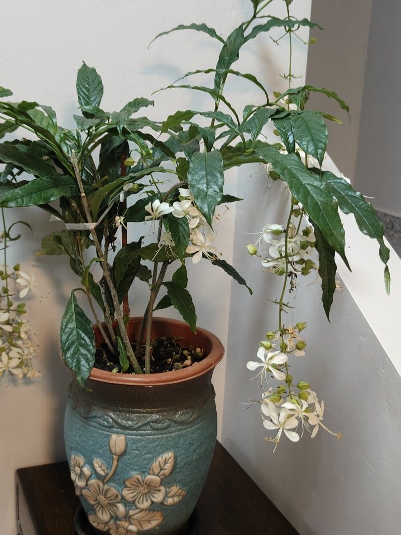 Clerodendrum wallichii Merr, Furniture & Home Living, Gardening, Plants ...