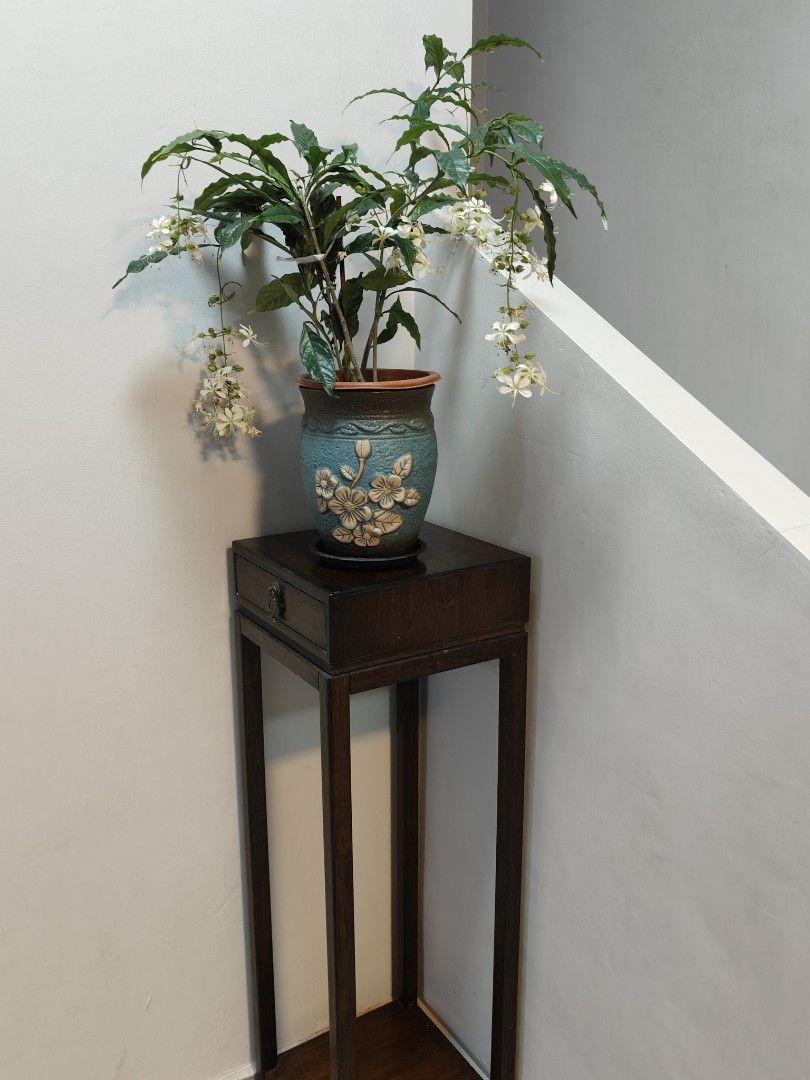 Clerodendrum wallichii Merr, Furniture & Home Living, Gardening, Plants ...