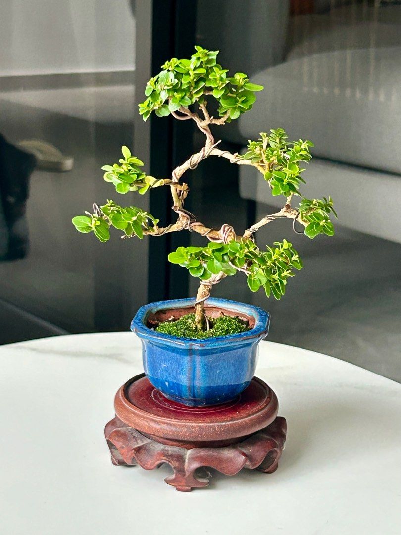 Informal Upright Bonsai - Premna Microphylla, Furniture & Home Living ...