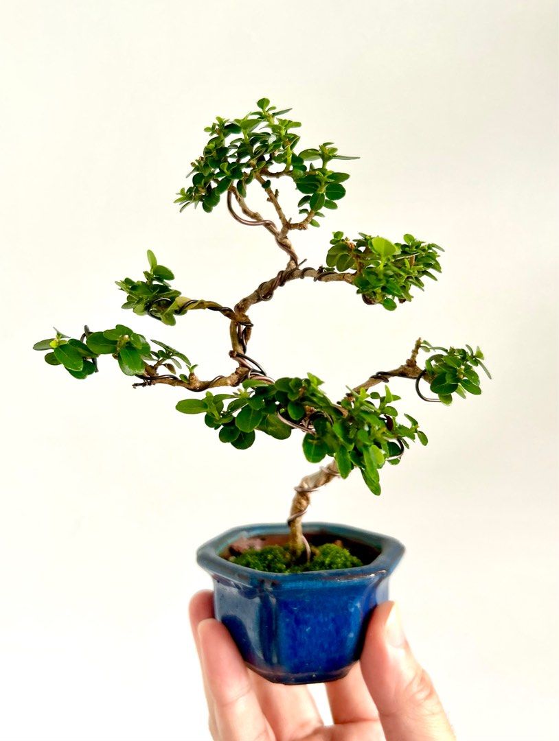 Informal Upright Bonsai - Premna Microphylla, Furniture & Home Living ...