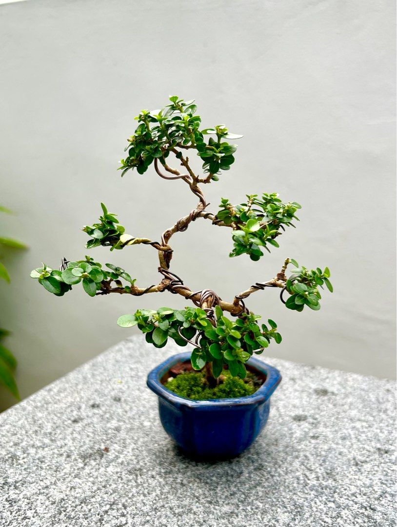 Informal Upright Bonsai - Premna Microphylla, Furniture & Home Living ...