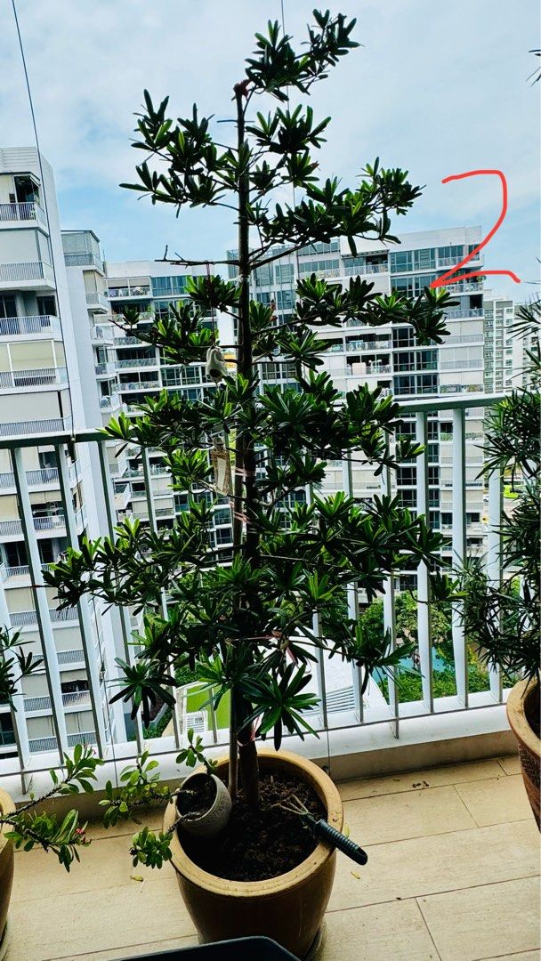 Plant Buddhist pine tree Luo Han Song, Furniture & Home Living ...