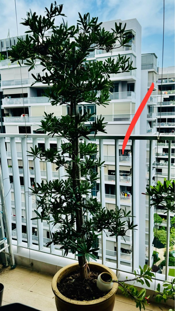 Plant Buddhist pine tree Luo Han Song, Furniture & Home Living ...