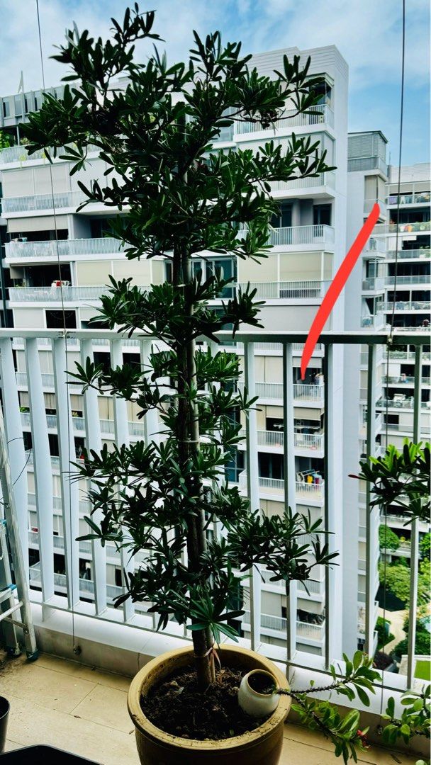 Plant Buddhist pine tree Luo Han Song, Furniture & Home Living ...