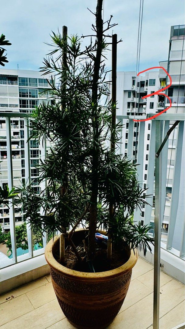 Plant Buddhist pine tree Luo Han Song, Furniture & Home Living ...