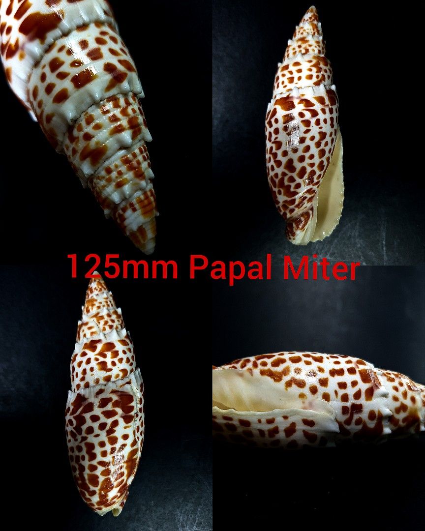 Rare Long 125mm Papal Miter Aquarium Seashell, Pet Supplies, Homes ...