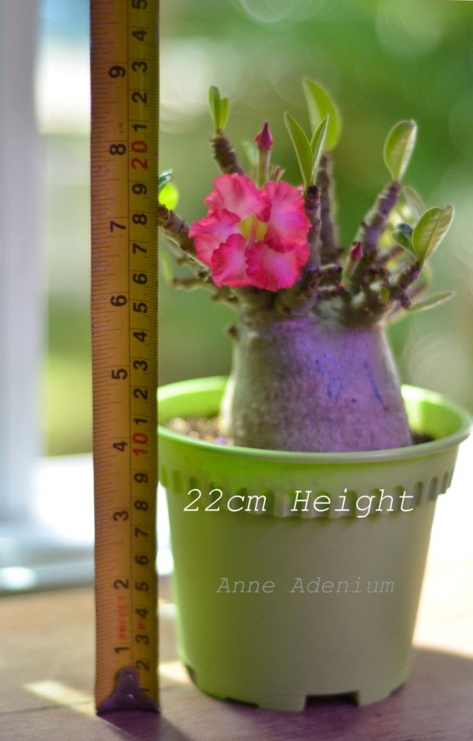 Adenium Arabicum with radial root, 7 varieties in 5 inches pot ...