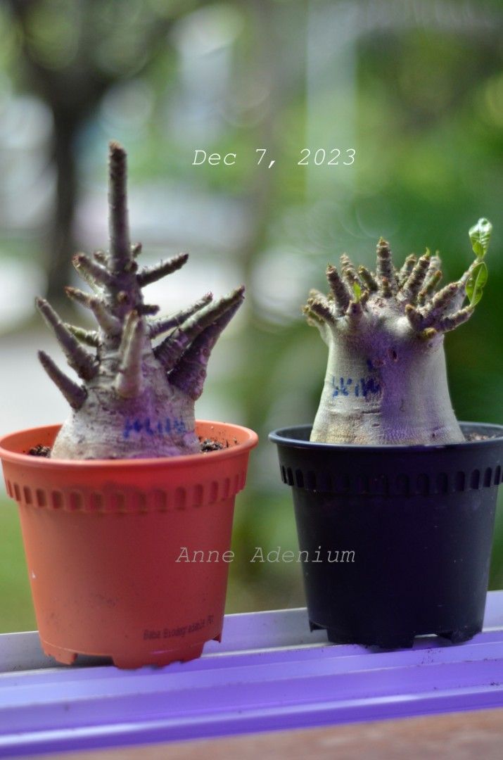 Adenium Arabicum with radial root, 7 varieties in 5 inches pot ...