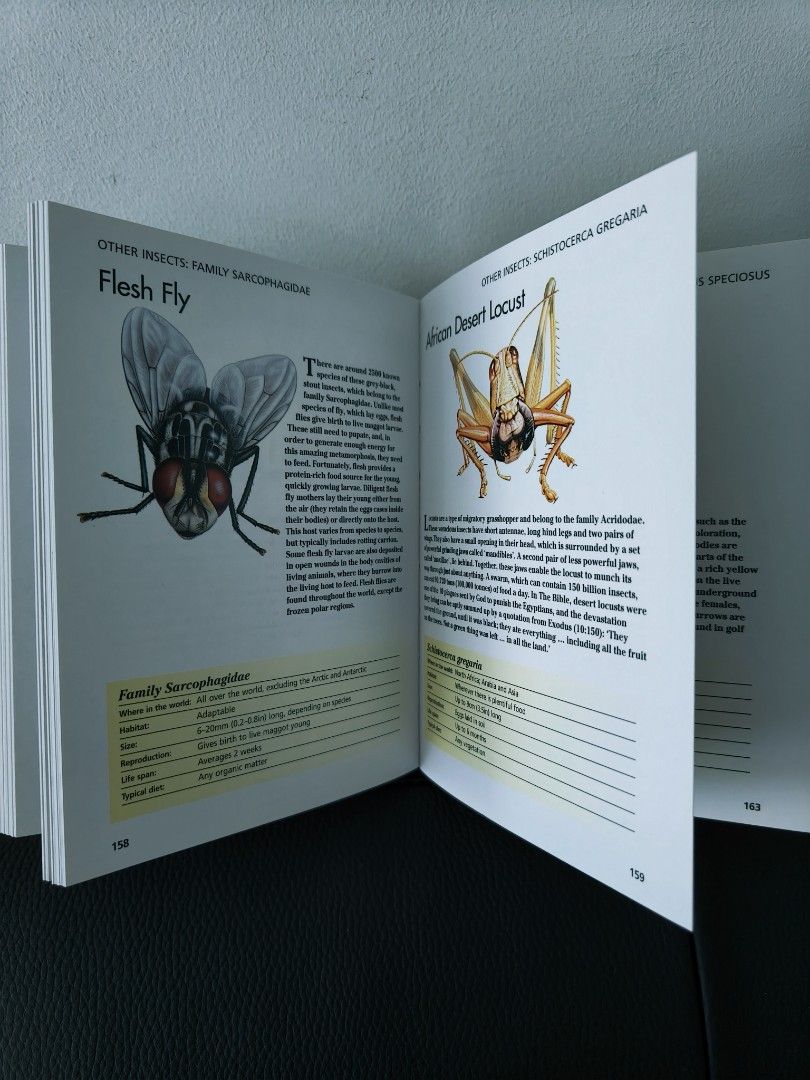Bugs Encyclopedia, Hobbies & Toys, Books & Magazines, Children's Books on Carousell