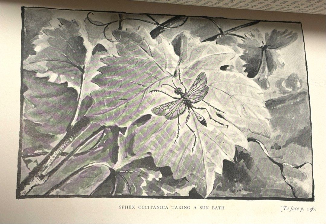 Insect Life: Souvenirs of a Naturalist by J. H. Fabre (Antique book, yr ...