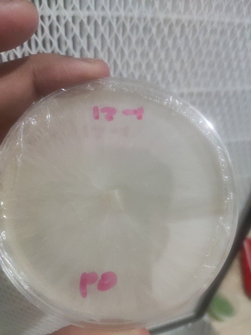 Pink oyster mushroom agar culture, Everything Else, Others on Carousell