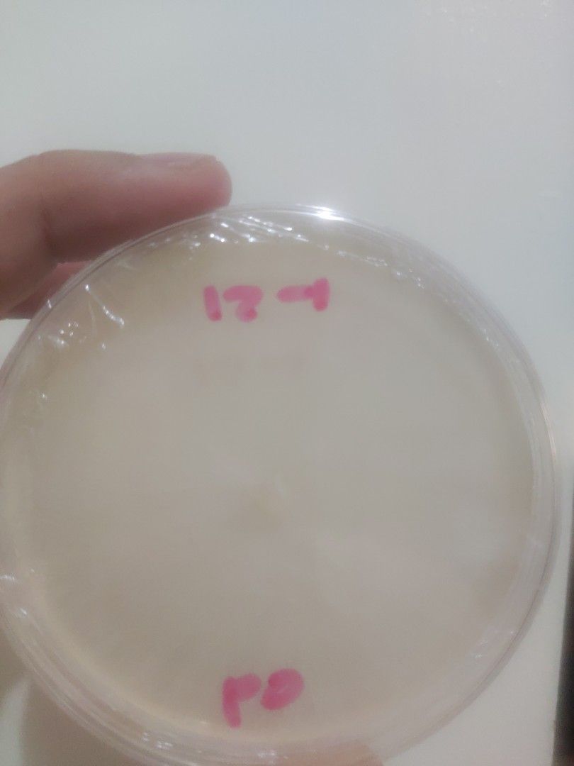 Pink oyster mushroom agar culture, Everything Else, Others on Carousell