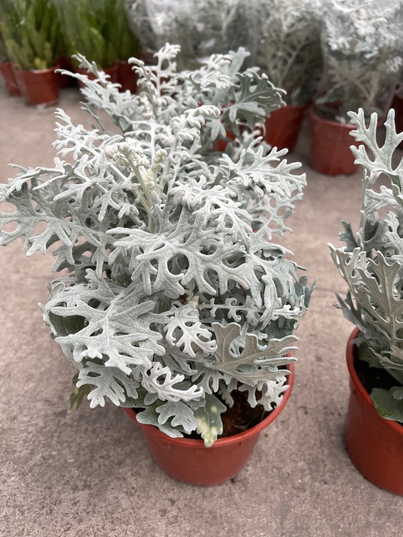 Silver Dust (Senecia Cineraria) real live plant free organic fertiliser ...