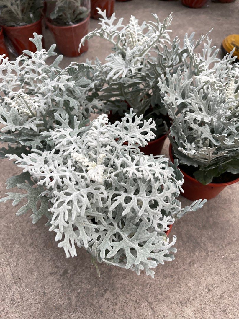 Silver Dust (Senecia Cineraria) real live plant free organic fertiliser ...