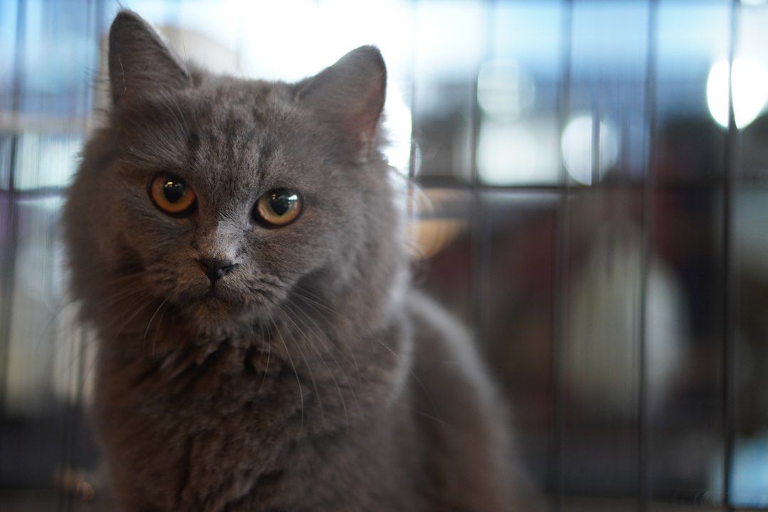 Sony ZEV-10( with 2 LENS), Photography, Cameras on Carousell