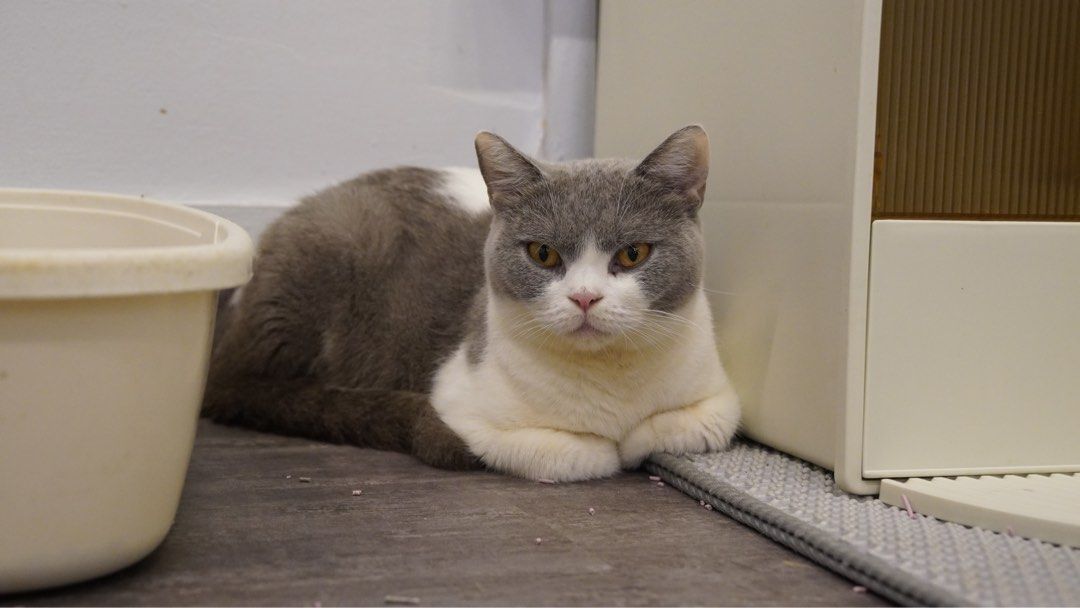 Sony ZEV-10( with 2 LENS), Photography, Cameras on Carousell