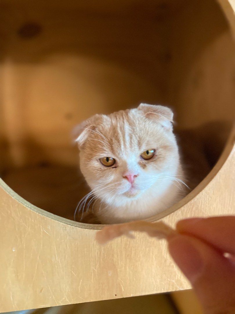 Sony ZEV-10( with 2 LENS), Photography, Cameras on Carousell