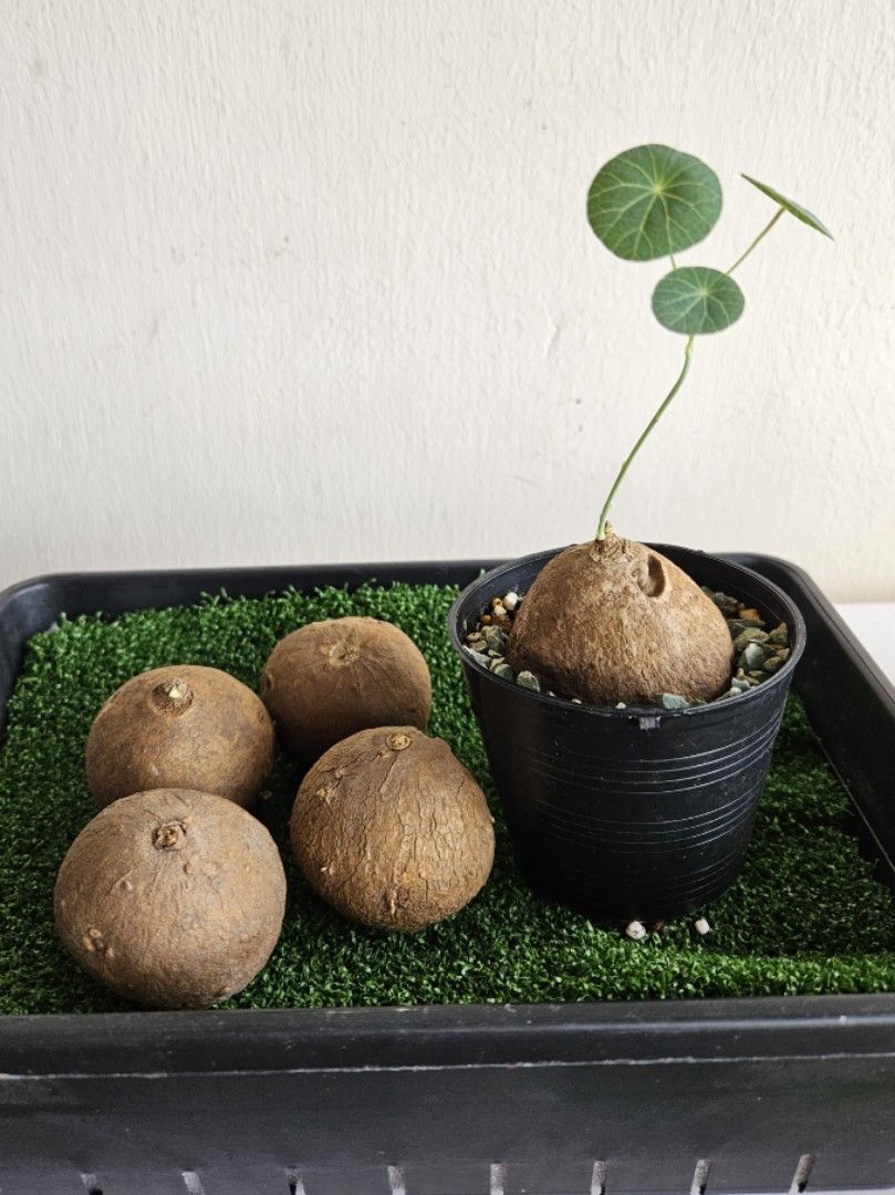 Stephania erecta, Furniture & Home Living, Gardening, Plants & Seeds on ...