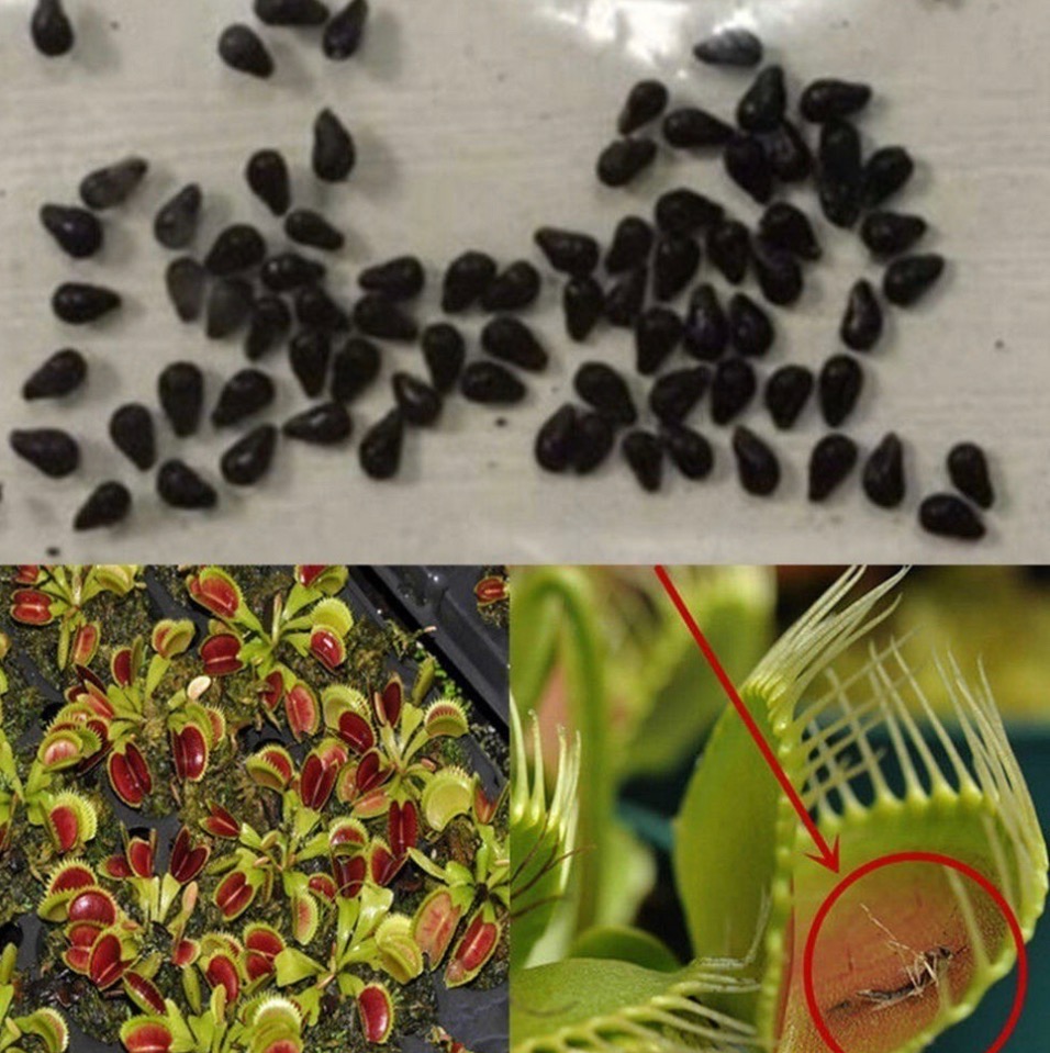 150pcs VENUS FLY TRAP Seeds Carnivorous Dionaea Muscipula Flower Seeds Catch Insect Plants ...