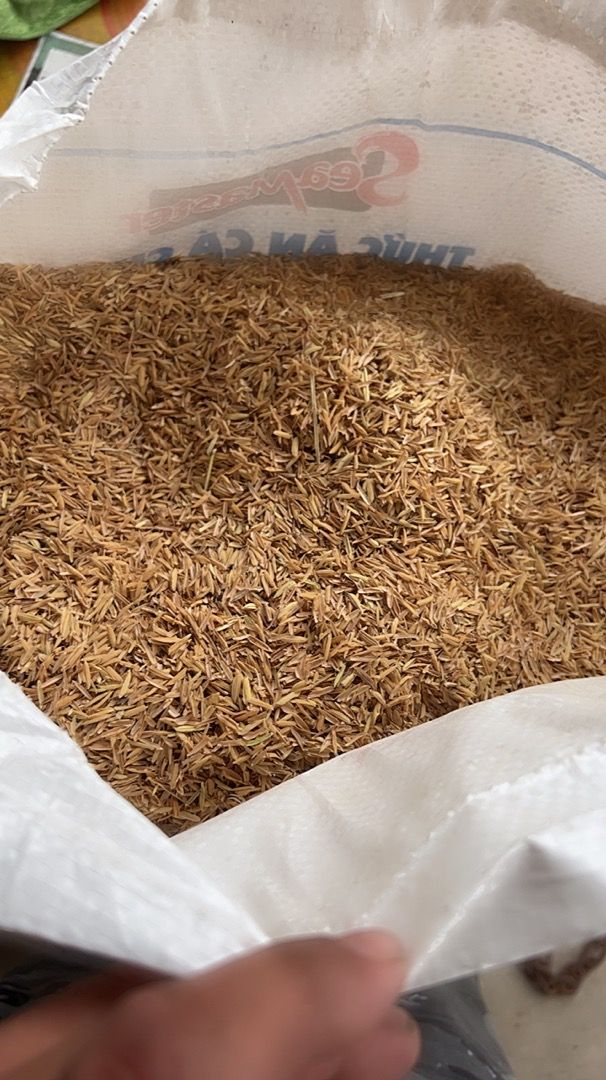 70L SEKAM PADI MENTAH 70L, Furniture & Home Living, Gardening, Garden ...