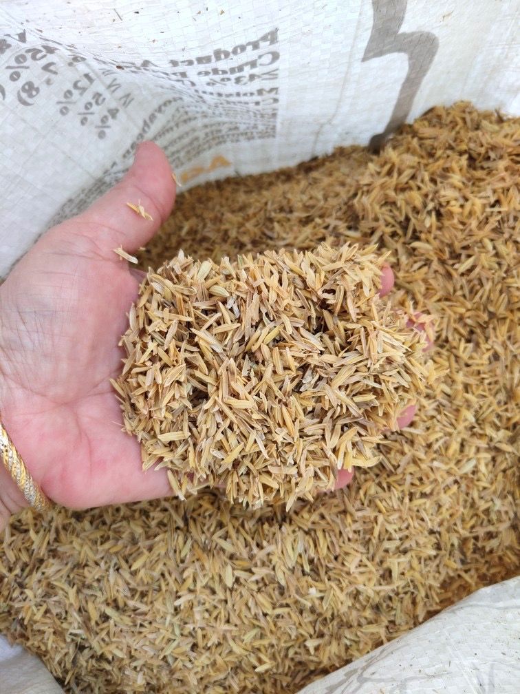 70L SEKAM PADI MENTAH 70L, Furniture & Home Living, Gardening, Garden ...