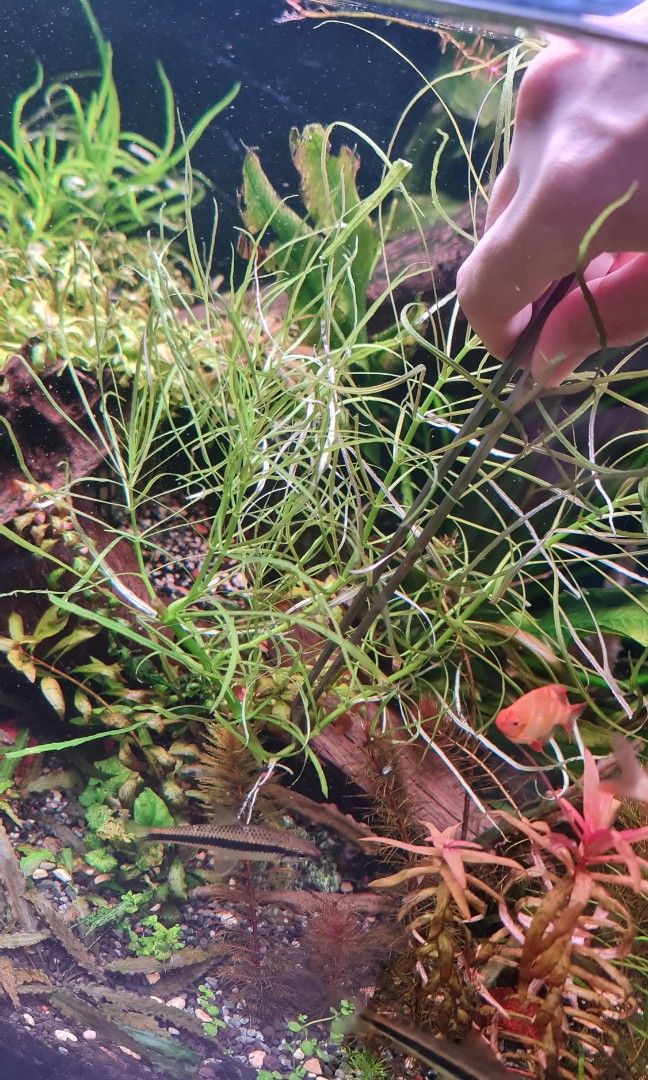 Aquatic plant. Pogostemon Quadrifolius 'Octopus', Furniture & Home ...