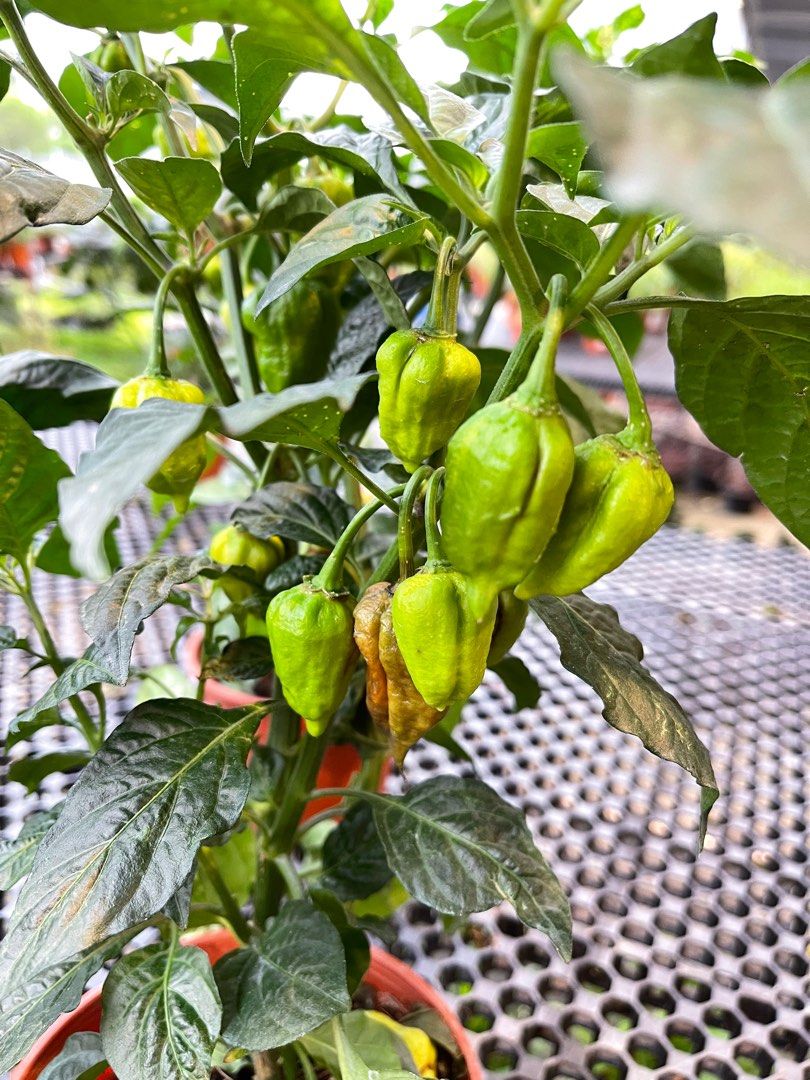 Chili Hantu (Ghost Chili) real live plant, Furniture & Home Living ...