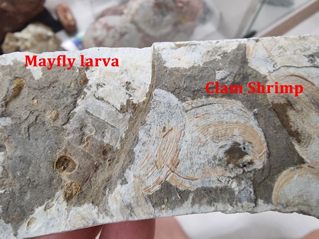 Clam Shrimp and Mayfly Larva fossil from age of dinosaurs, Hobbies ...