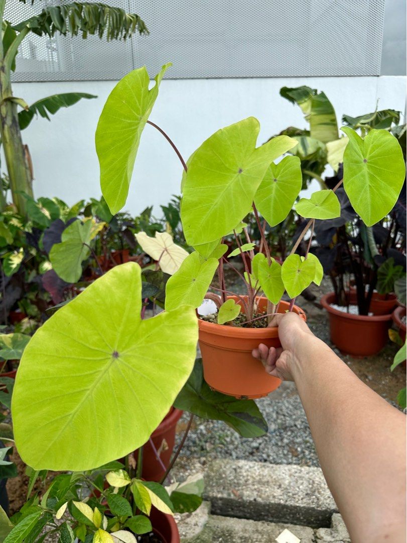 Colocasia Red-Eyed Gecko, Furniture & Home Living, Gardening, Plants ...