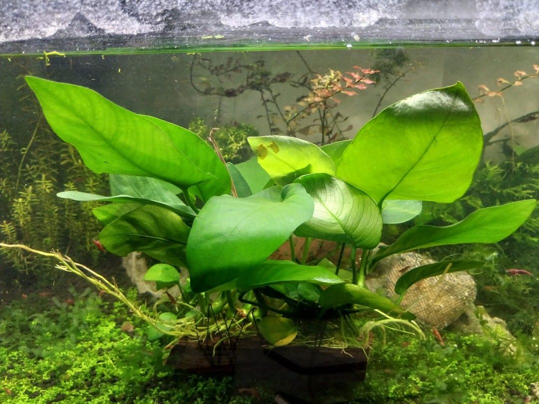 Java fern anubias nana and many aquarium plants, Furniture & Home ...