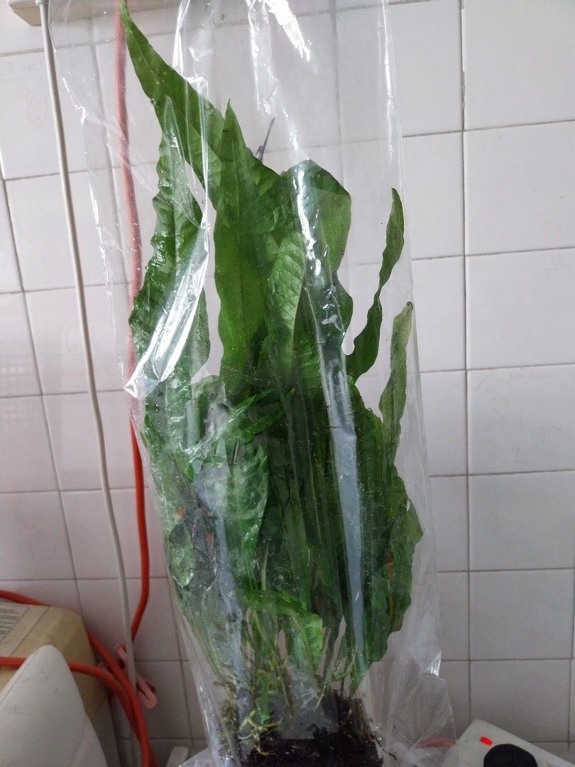 Java fern anubias nana and many aquarium plants, Furniture & Home ...