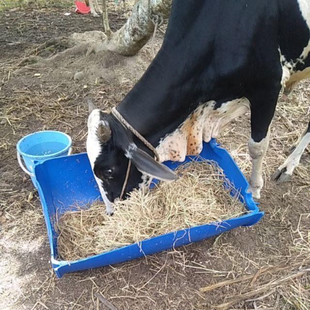 Jerami / Jerami Padi / Paddy Hay / Paddy Straw, Furniture & Home Living ...