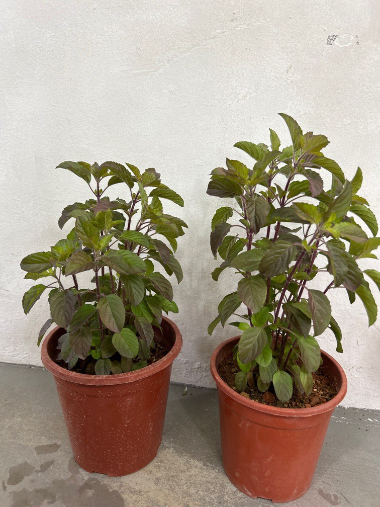 Holy Basil/Tulsi Purple stems $7 each, Furniture & Home Living ...