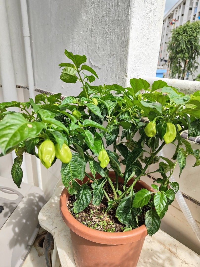 Monster ghost chilli, Furniture & Home Living, Gardening, Plants ...