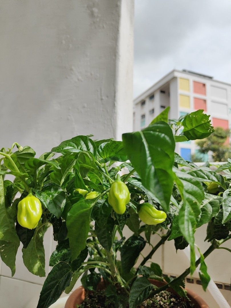 Monster ghost chilli, Furniture & Home Living, Gardening, Plants ...