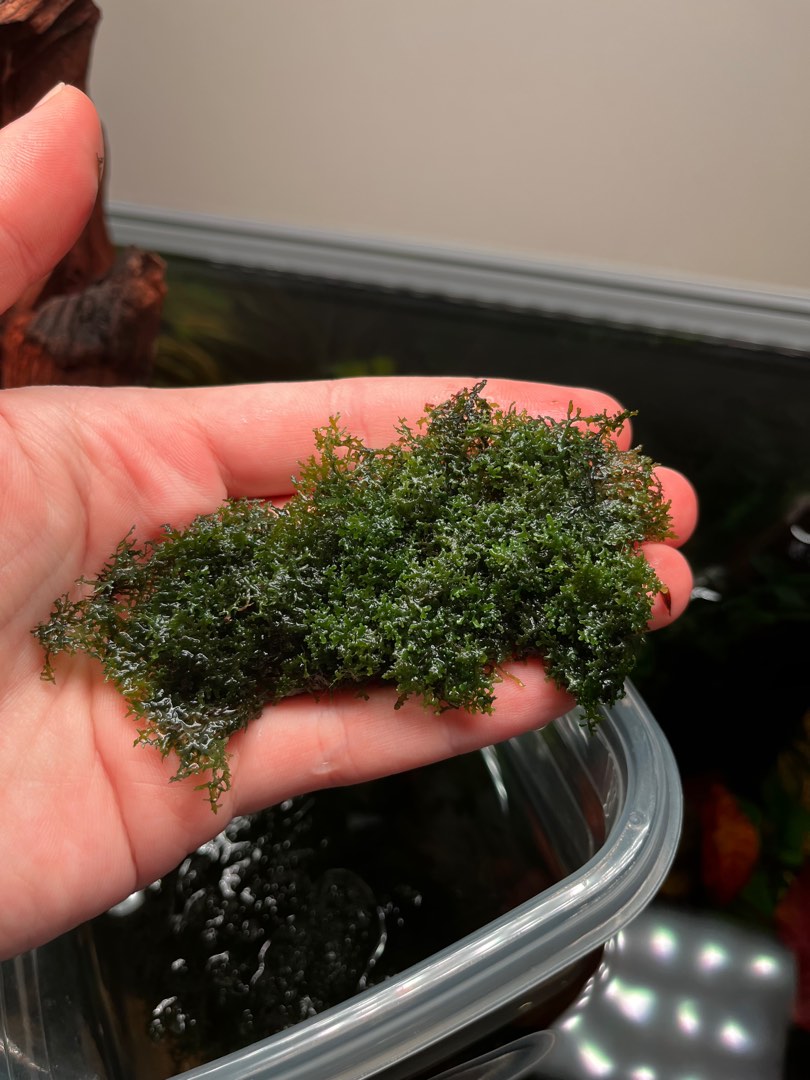 Riccardia Chamedryfolia (Mini Pelia Moss / Coral Moss), Furniture ...