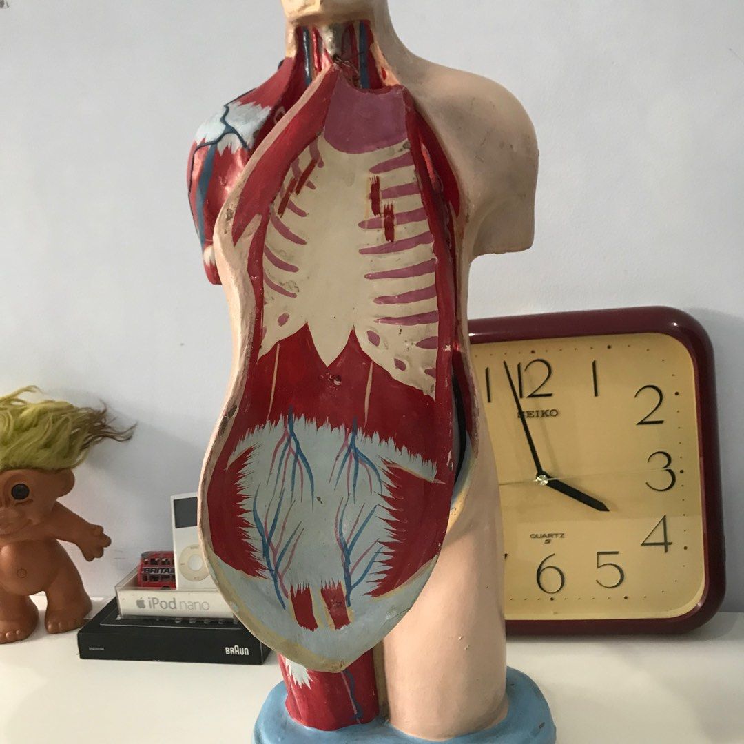 Torso Pria Torso laki laki anatomi pria anatomi laki laki peraga dokter ...