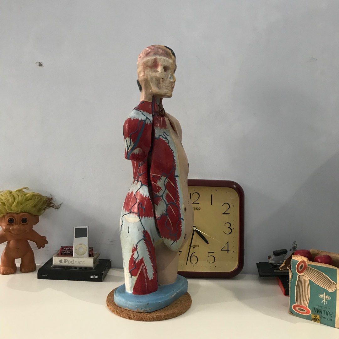 Torso Pria Torso laki laki anatomi pria anatomi laki laki peraga dokter ...