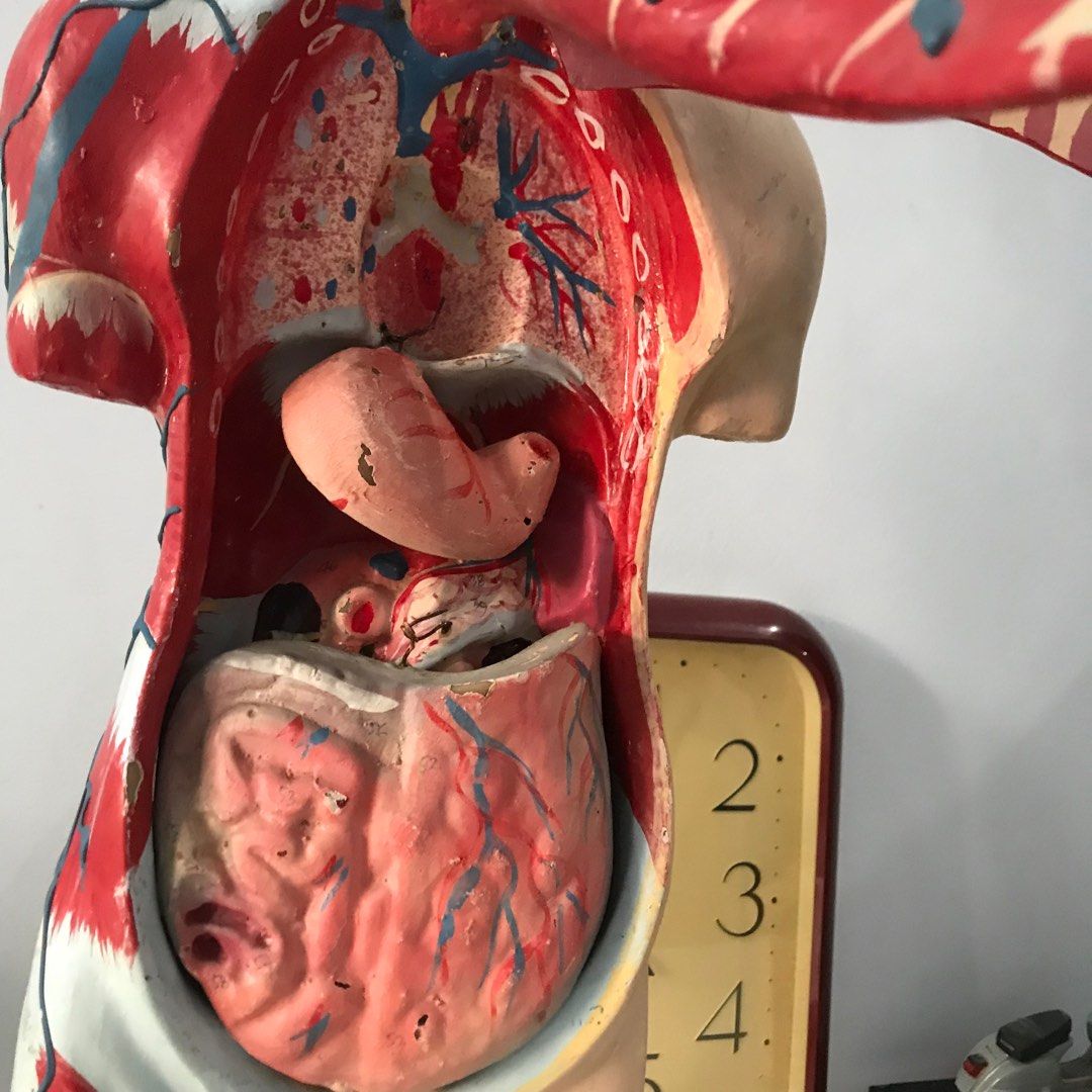 Torso Pria Torso laki laki anatomi pria anatomi laki laki peraga dokter ...